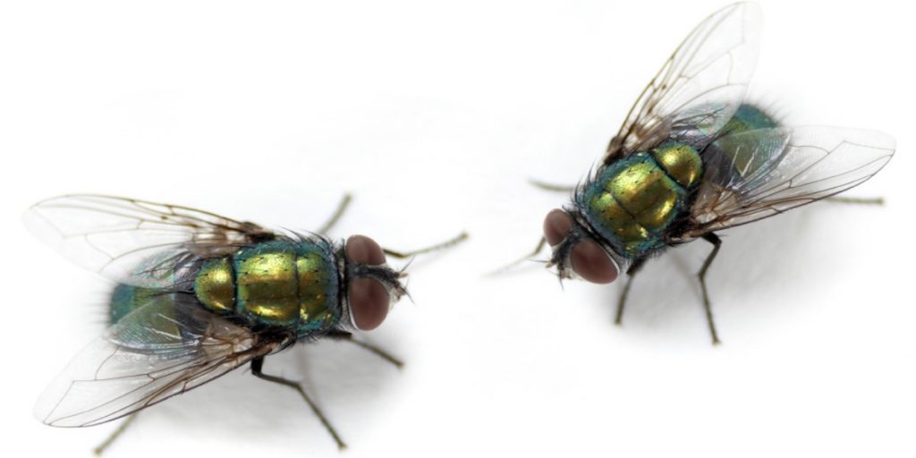 Using flies as a source of chemicals to make Bioplastics